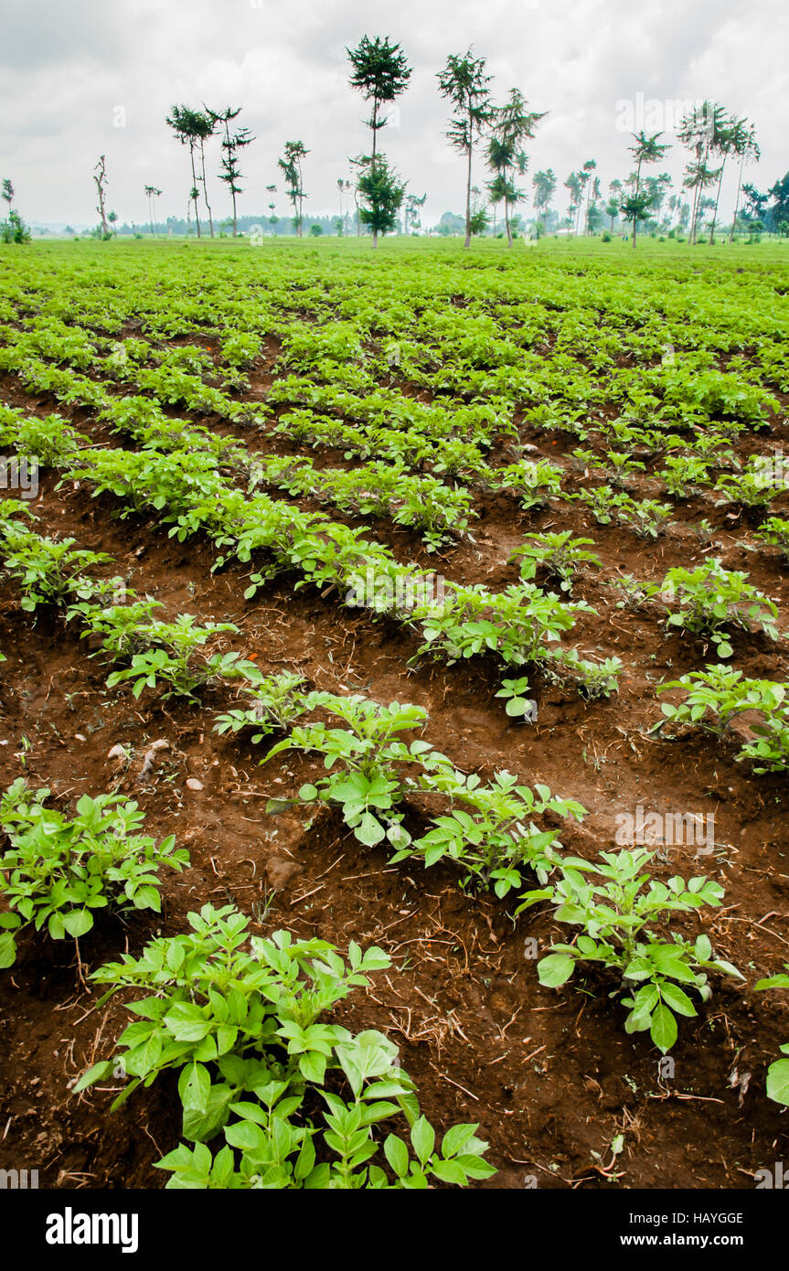 Potato fields hi-res stock photography and images - Alamy