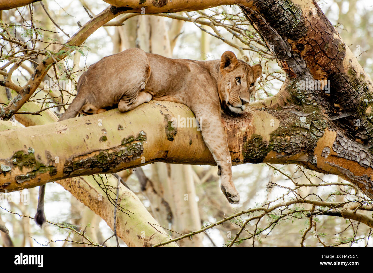 Lioness in the Tree Stock Photo - Alamy