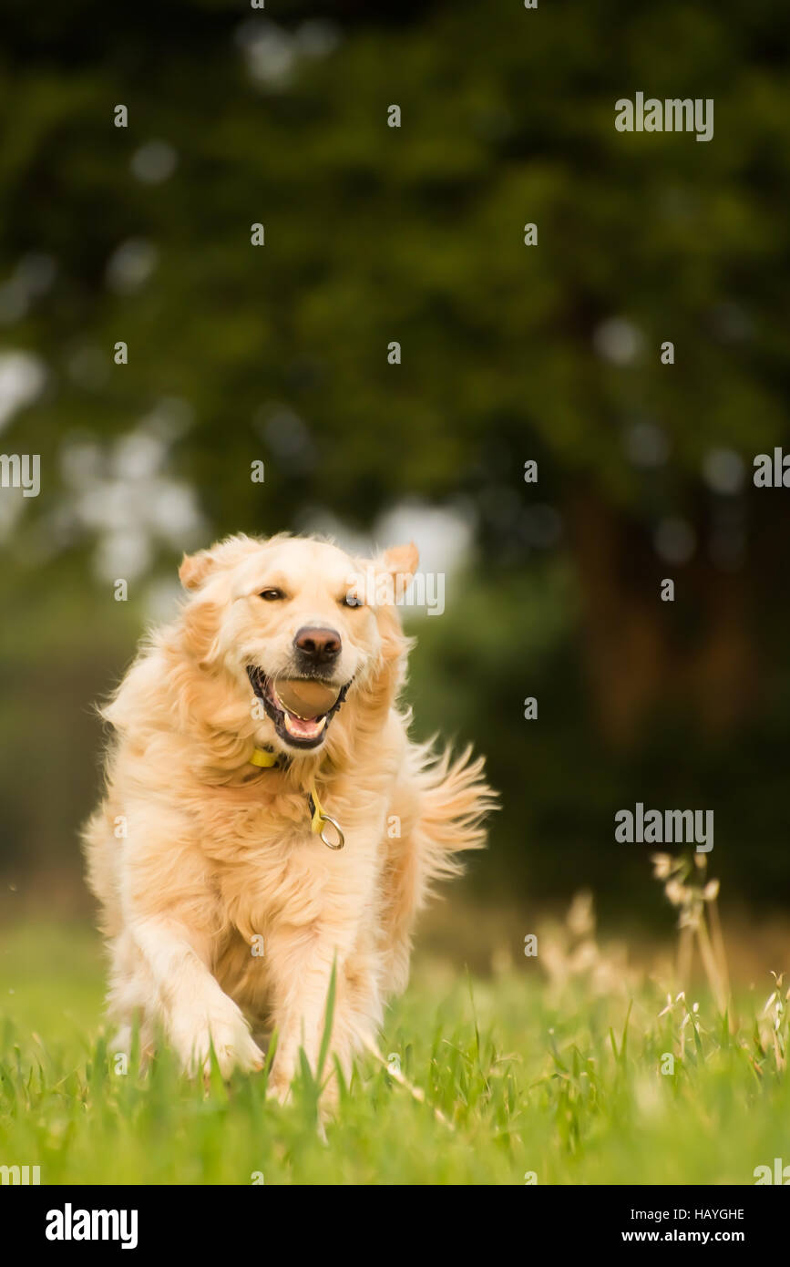Fetching the Ball Stock Photo - Alamy