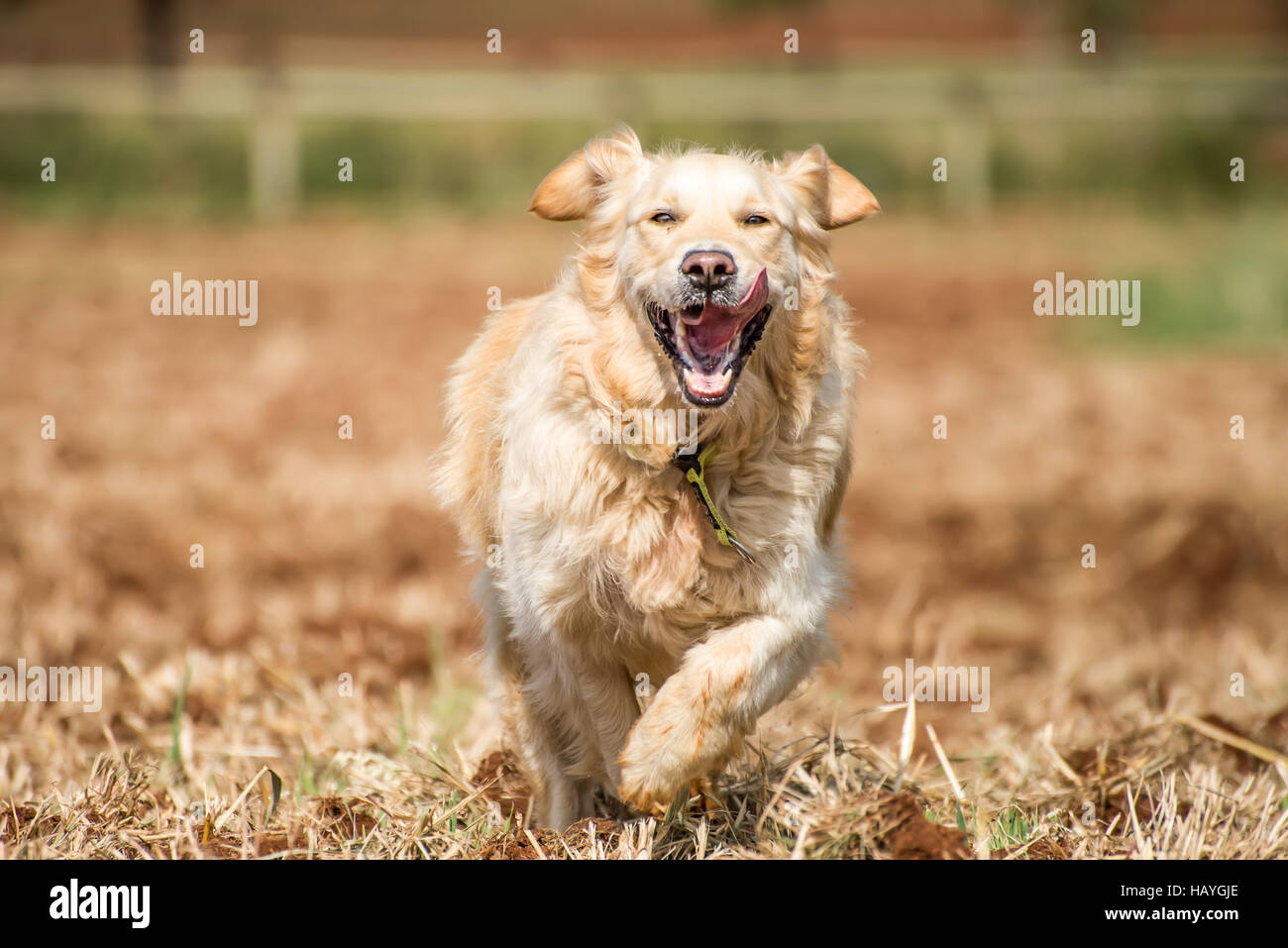 Golden Retriever Running Front View