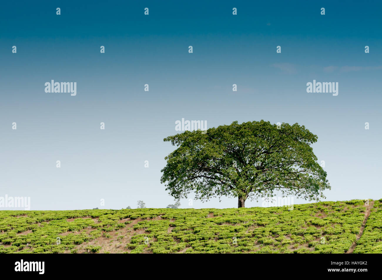 Lonestanding tree hi-res stock photography and images - Alamy