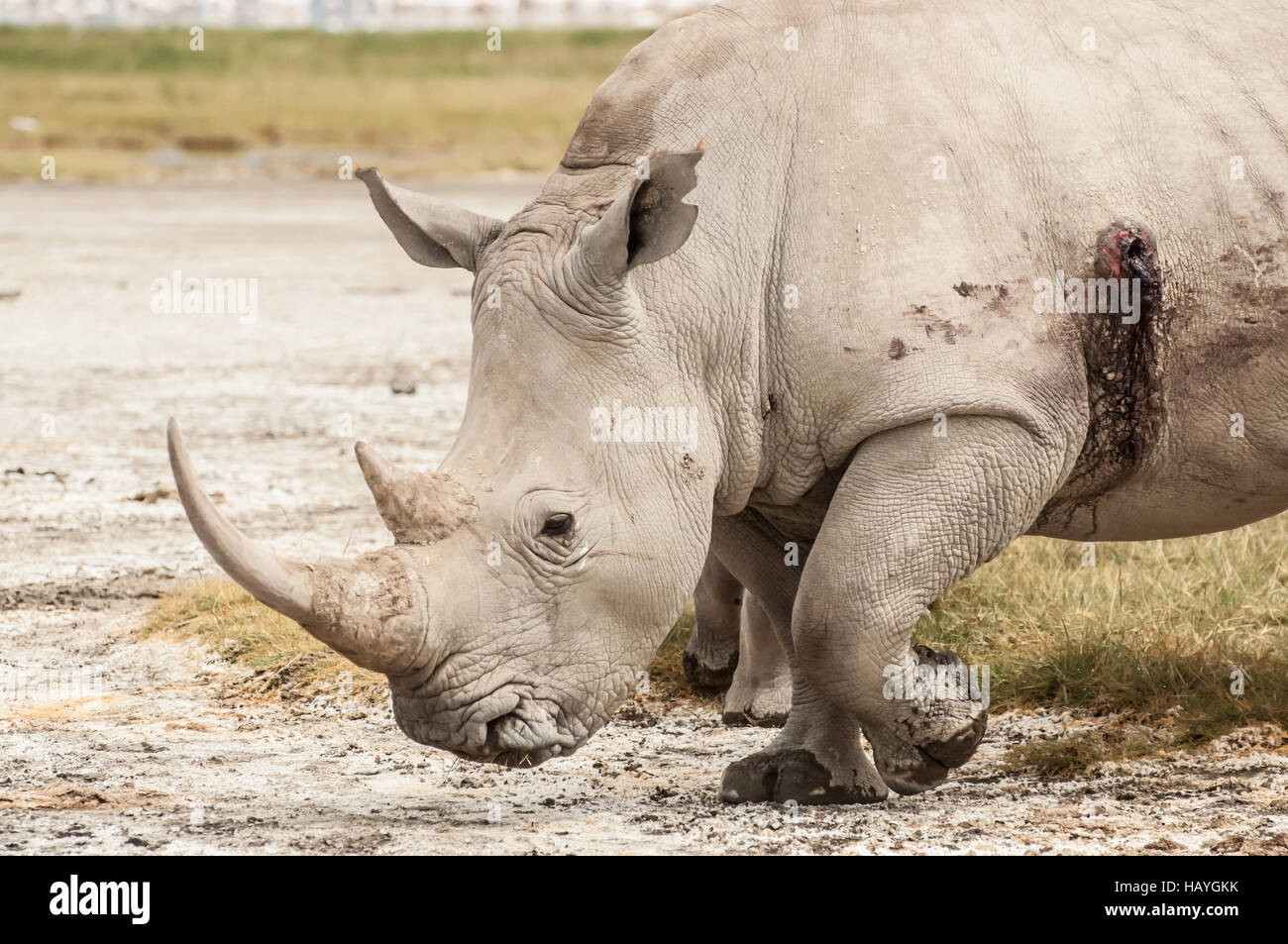 Wounded rhinoceros hi-res stock photography and images - Alamy