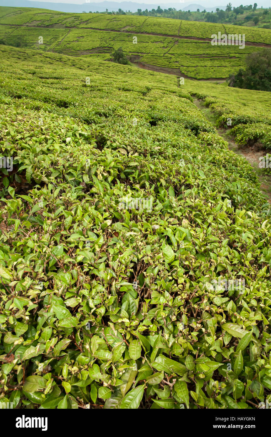 Southern plantations hi-res stock photography and images - Alamy