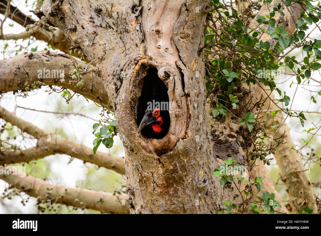 Hornbill nest hi-res stock photography and images - Alamy