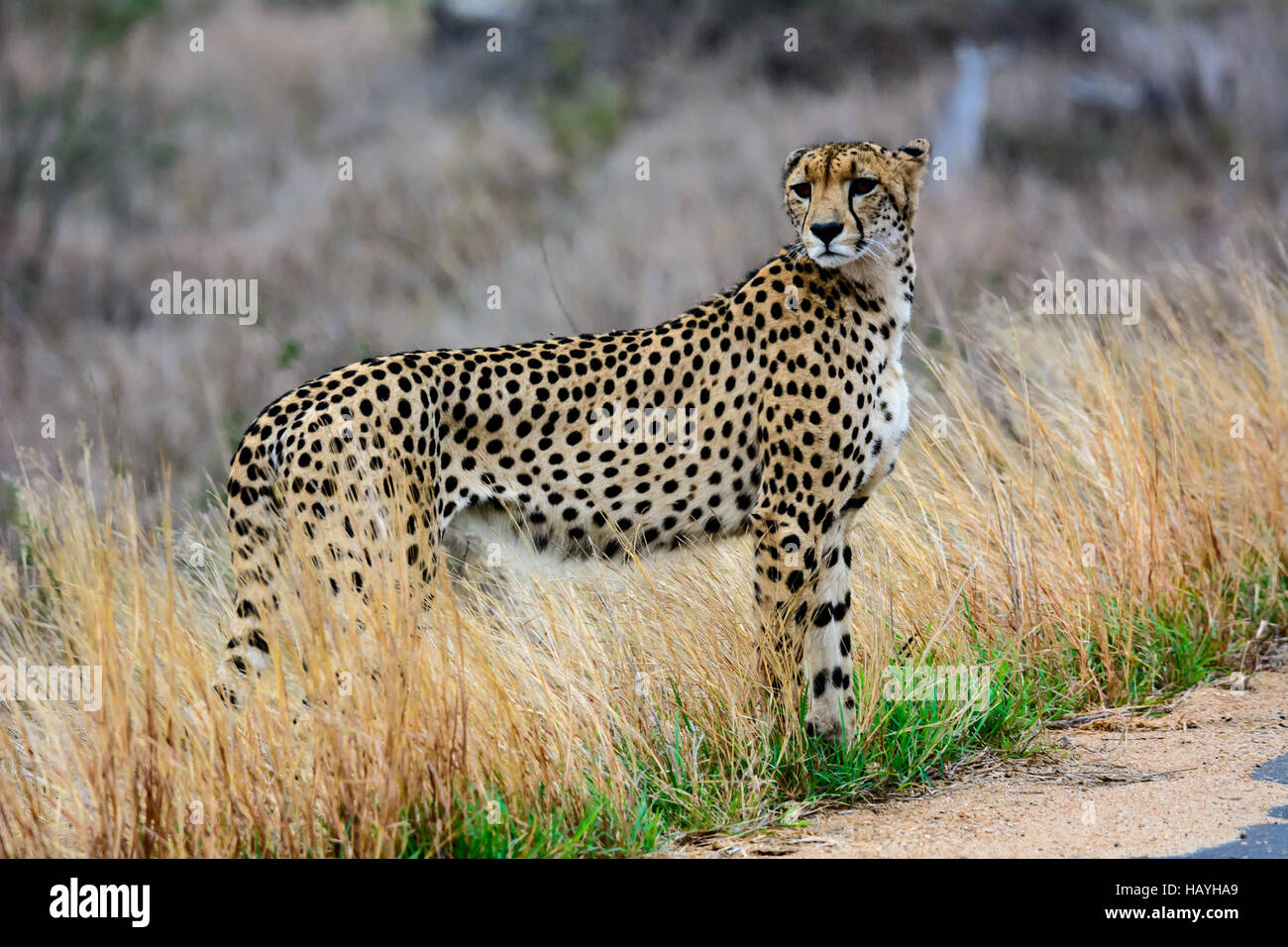 Wary Animals