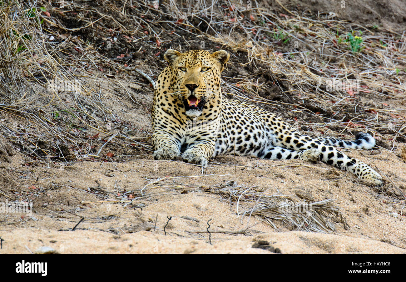 Leopard looking hi-res stock photography and images - Alamy