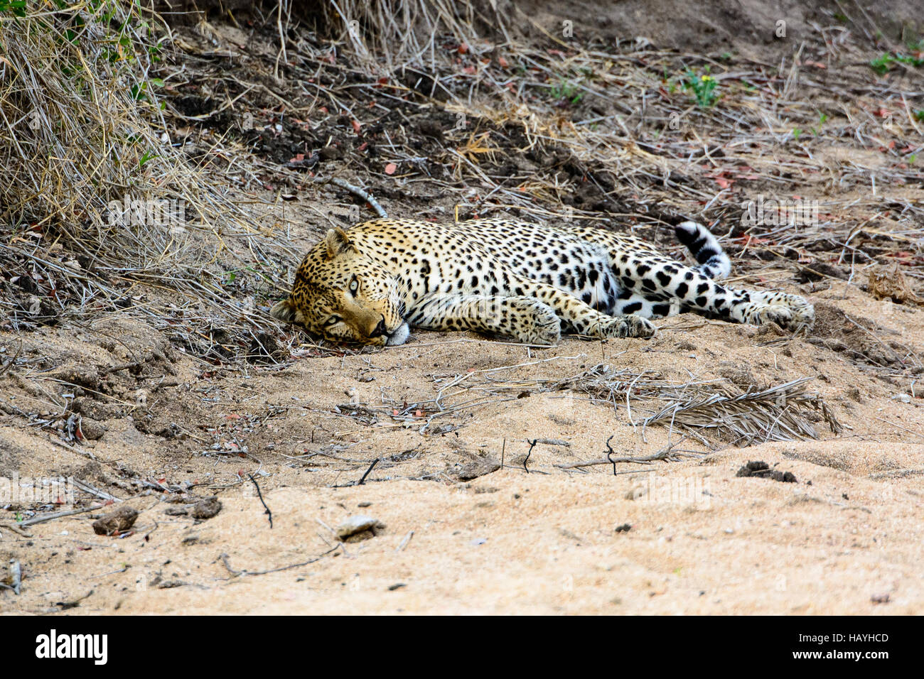 Leopard awake hi-res stock photography and images - Alamy