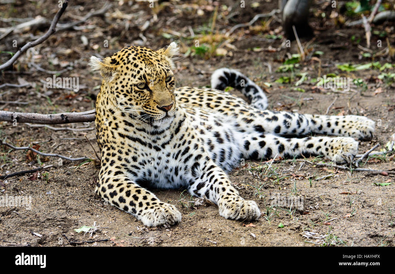 Female leopard hi-res stock photography and images - Alamy