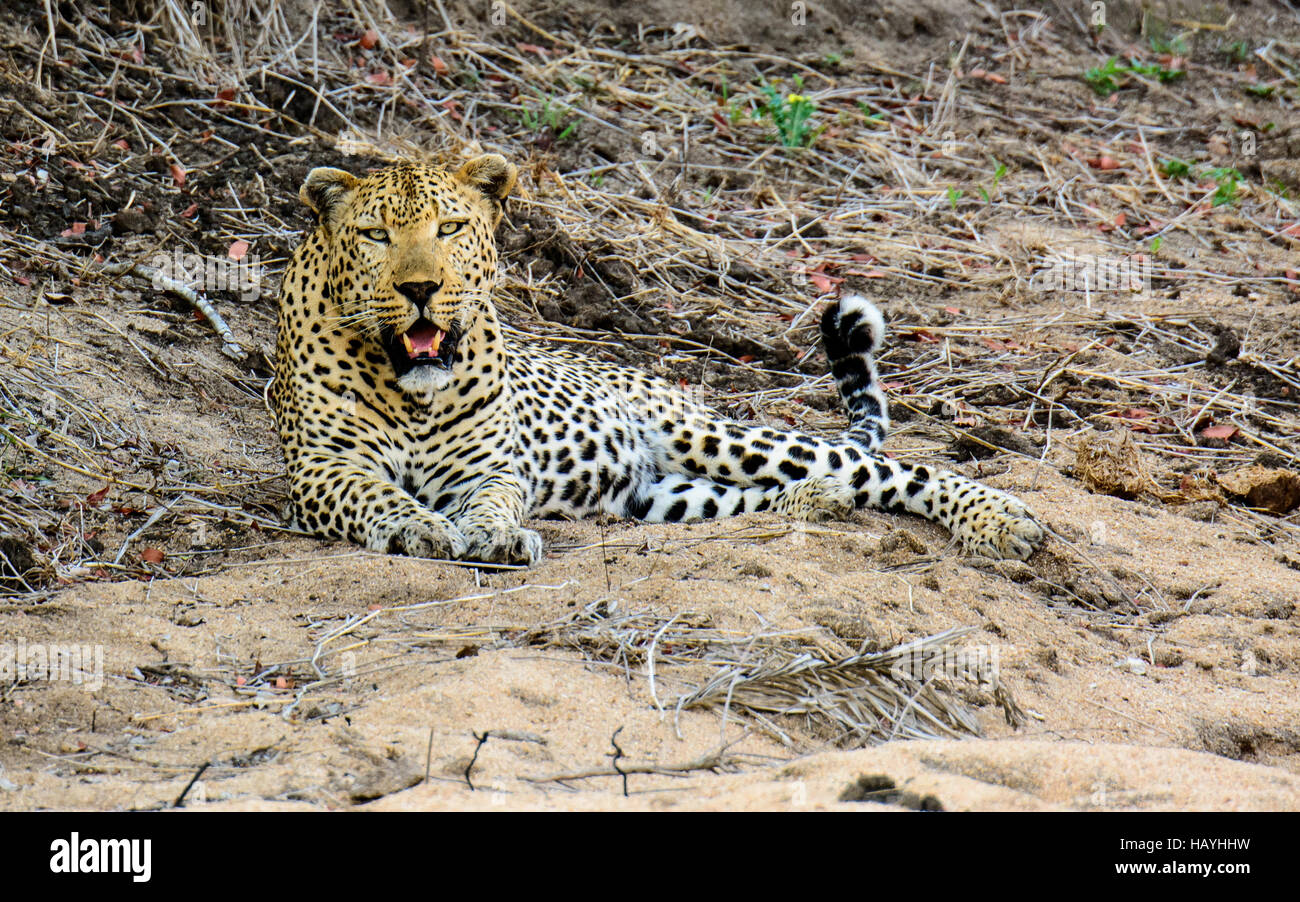 Leopard watching hi-res stock photography and images - Alamy