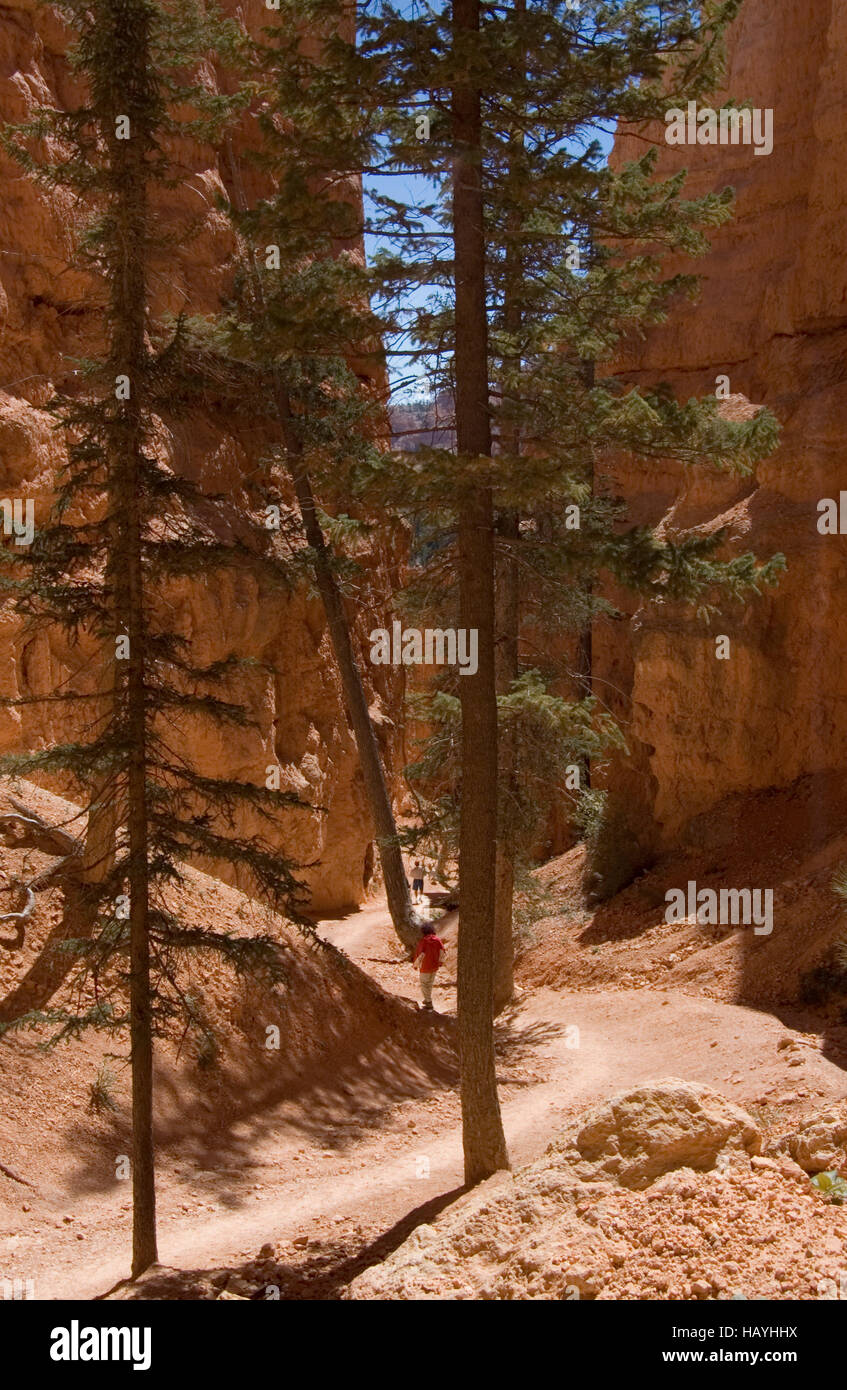 U.S.A. UTAH; BRYCE CANYON NATIONAL PARK BRYCE SPLIT CANYON Stock Photo ...
