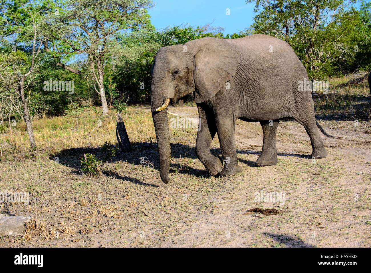 elephant walking accompanied by its shadow Stock Photo - Alamy