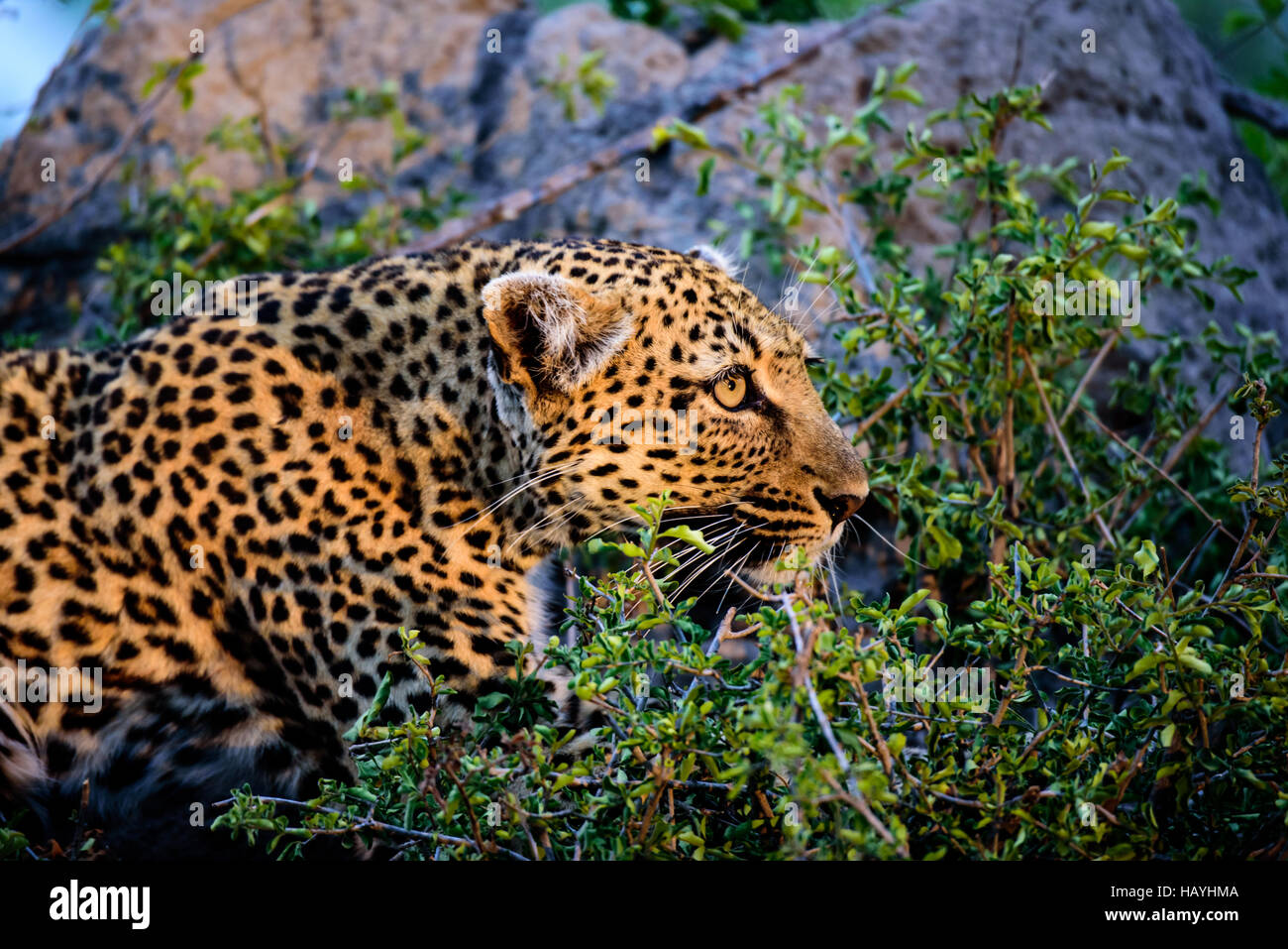 Face leopard hi-res stock photography and images - Alamy