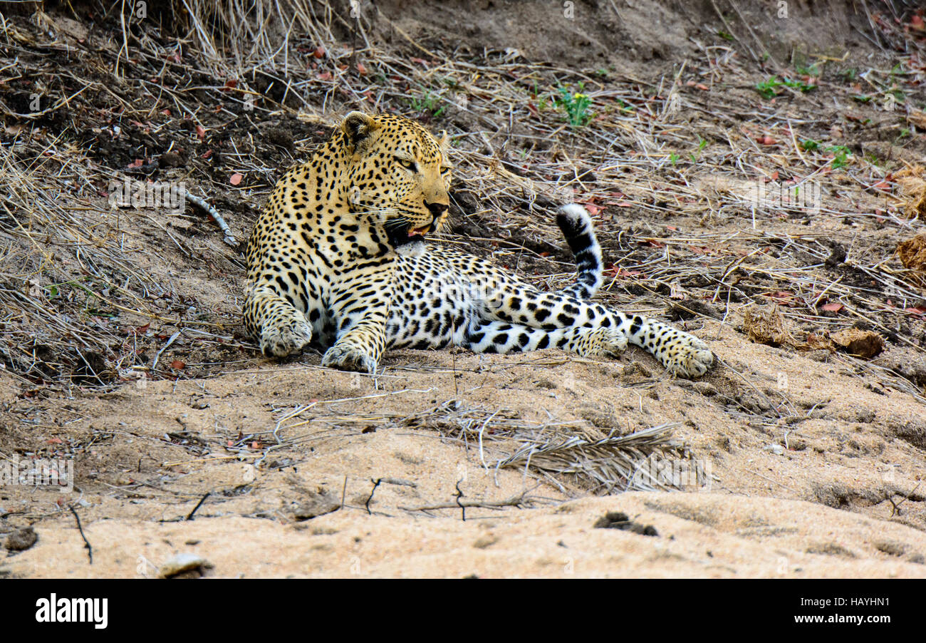 Leopard laying hi-res stock photography and images - Alamy