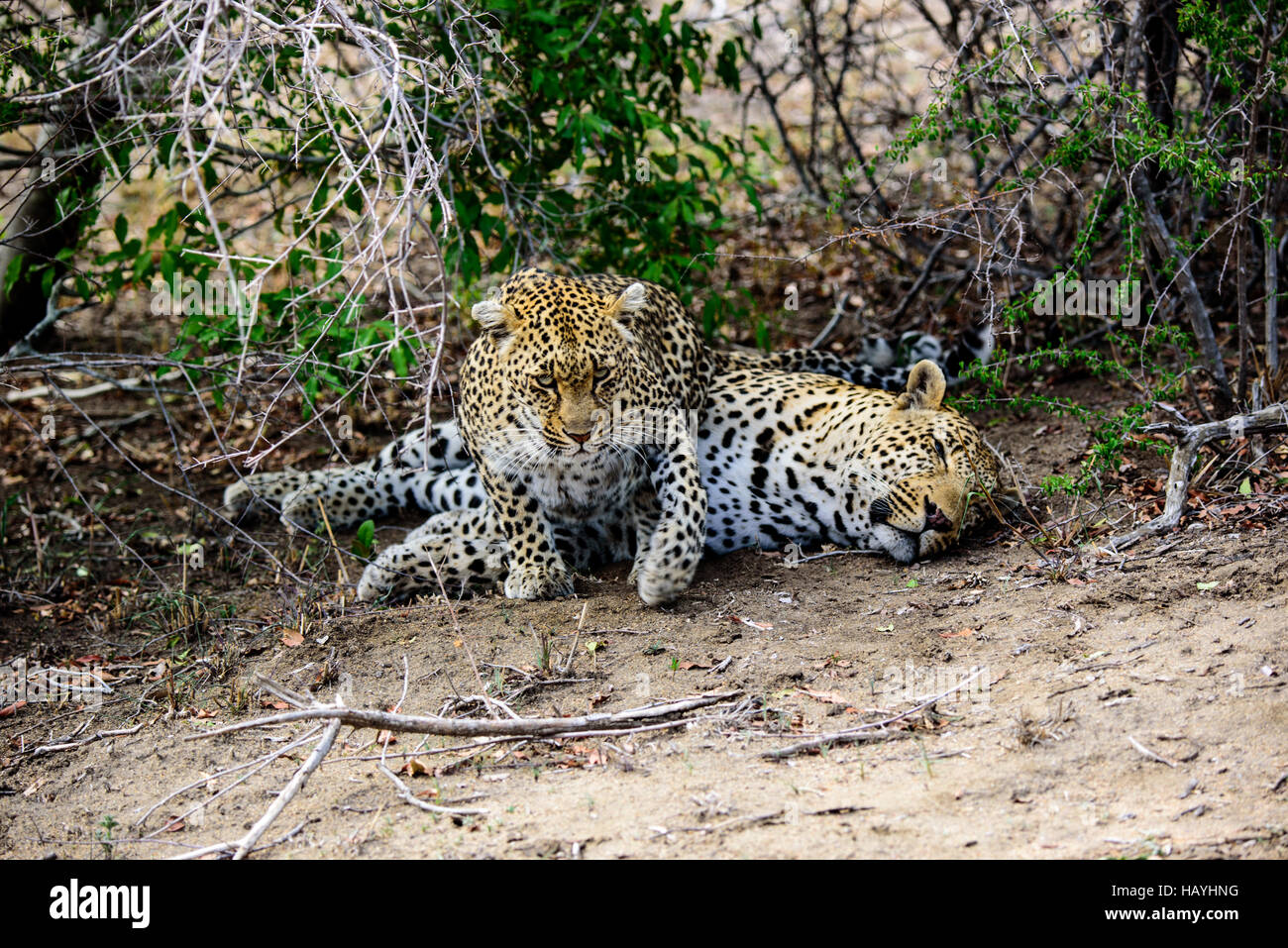 female leopard trying to arouse her male companion from his slumber ...