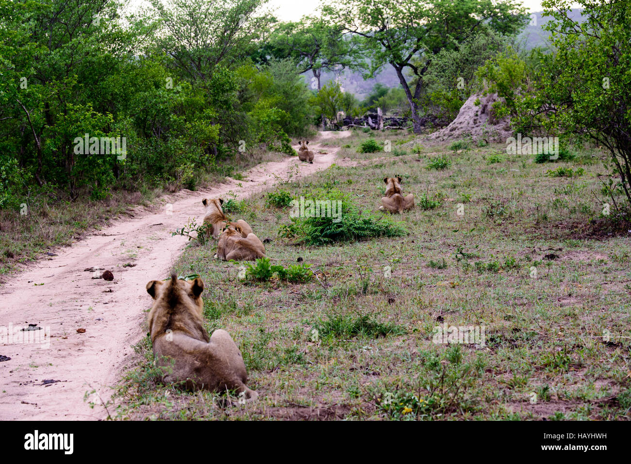Lions waiting in a line watching their prey Stock Photo - Alamy