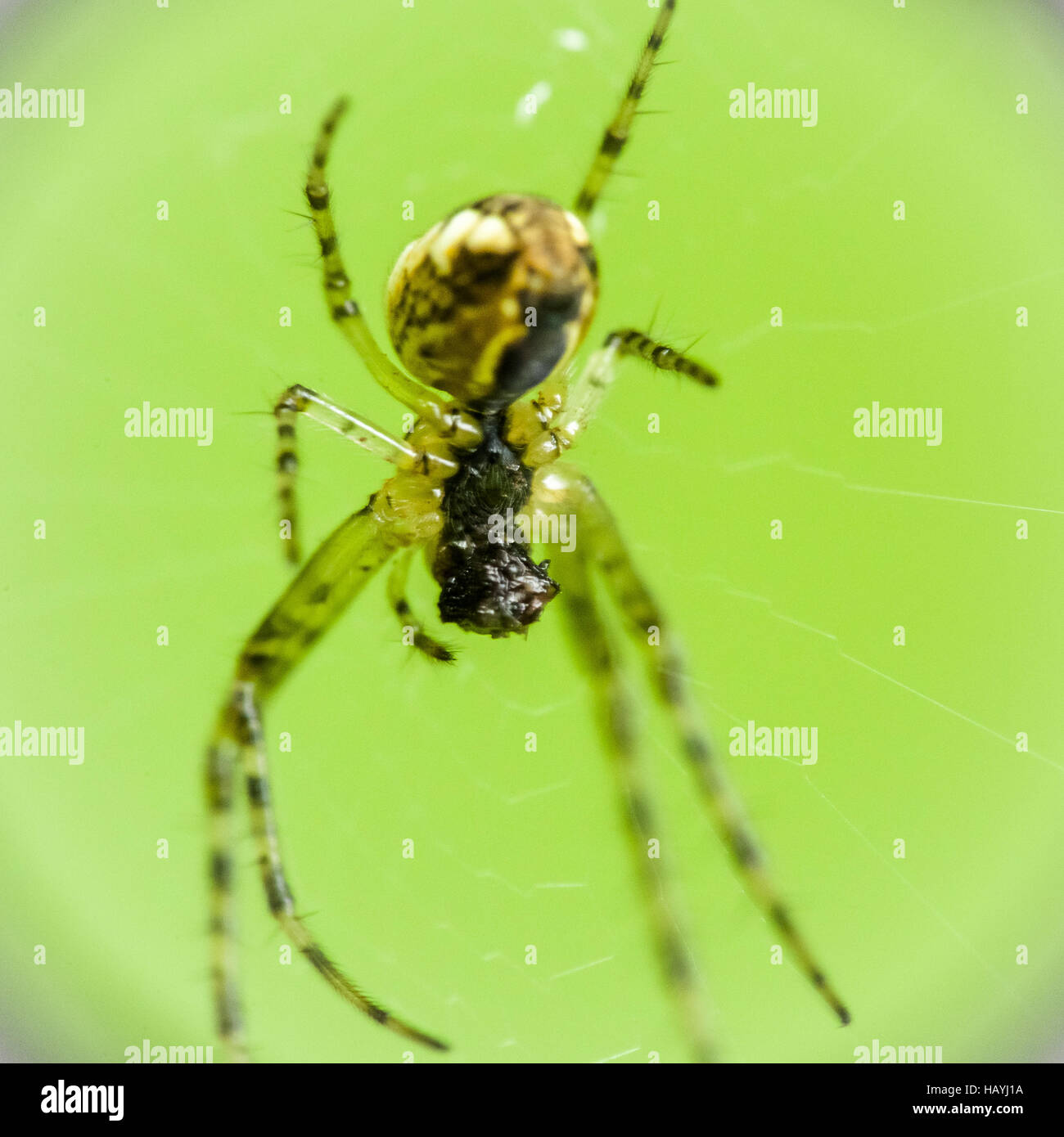 Spider eating fly Stock Photo - Alamy