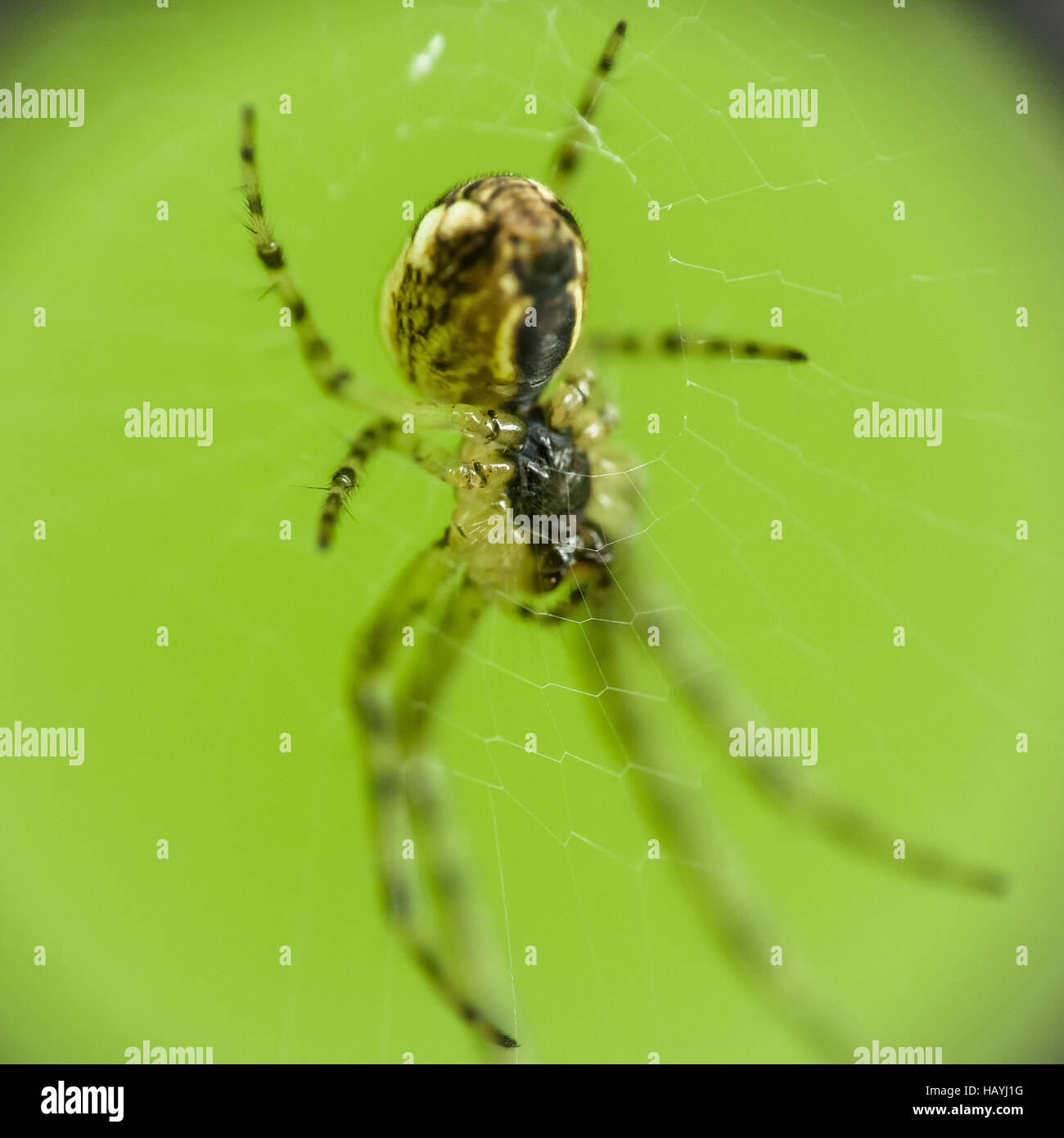 Spider details hi-res stock photography and images - Alamy