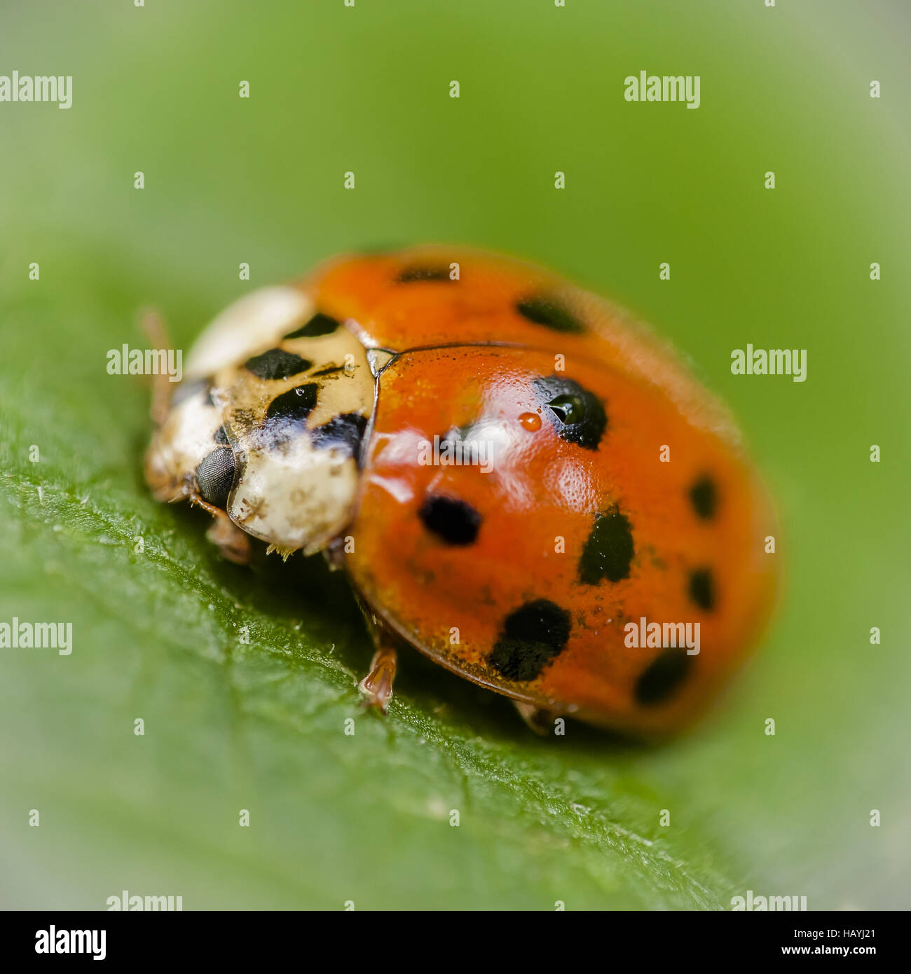Black ladybugs hi-res stock photography and images - Alamy
