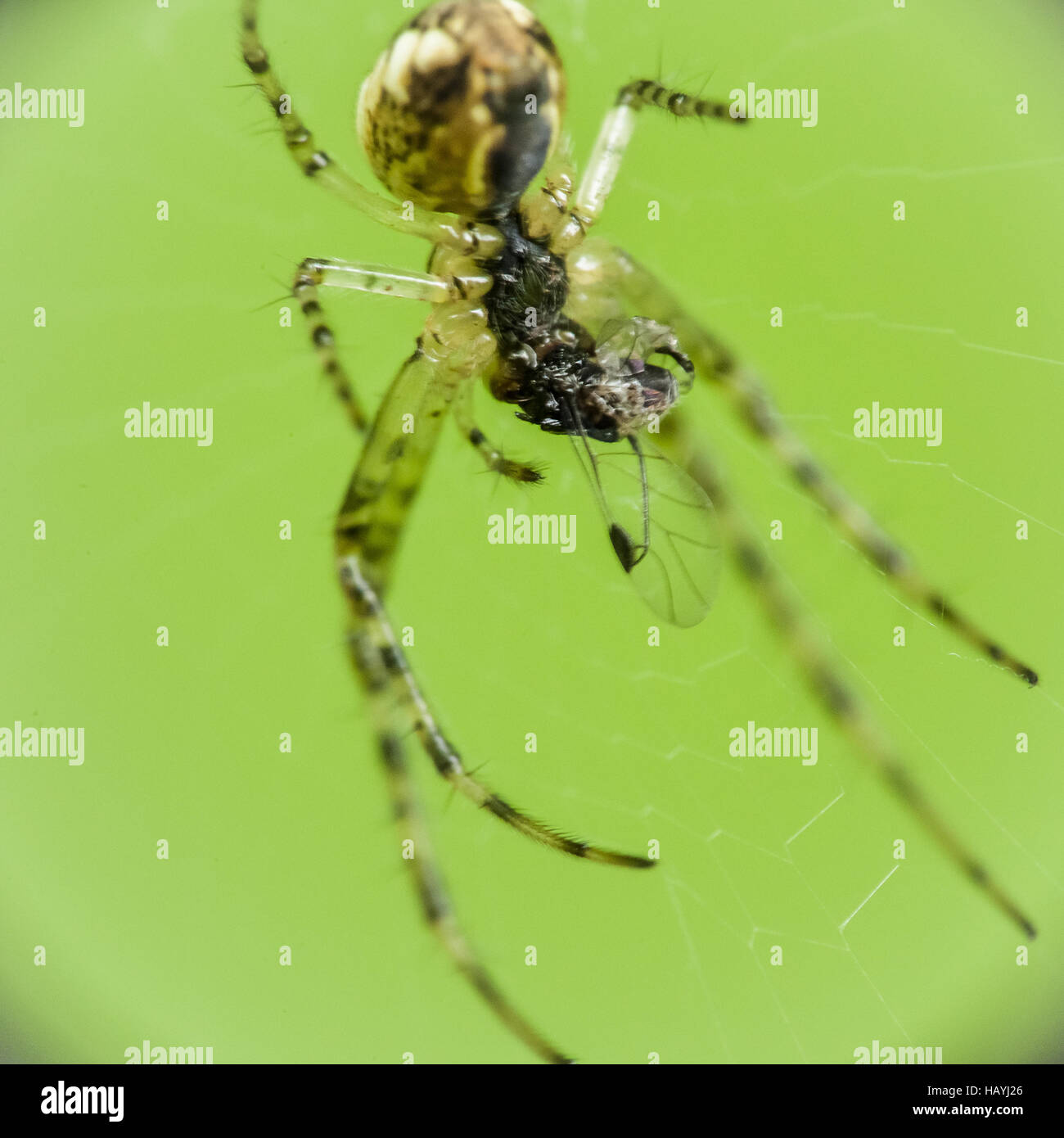 Spider eating fly Stock Photo - Alamy