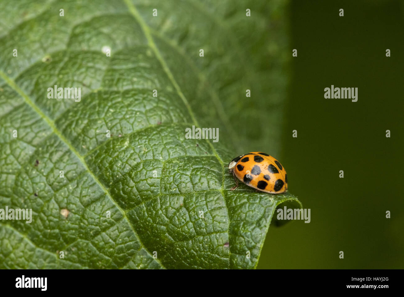 Black ladybugs hi-res stock photography and images - Alamy