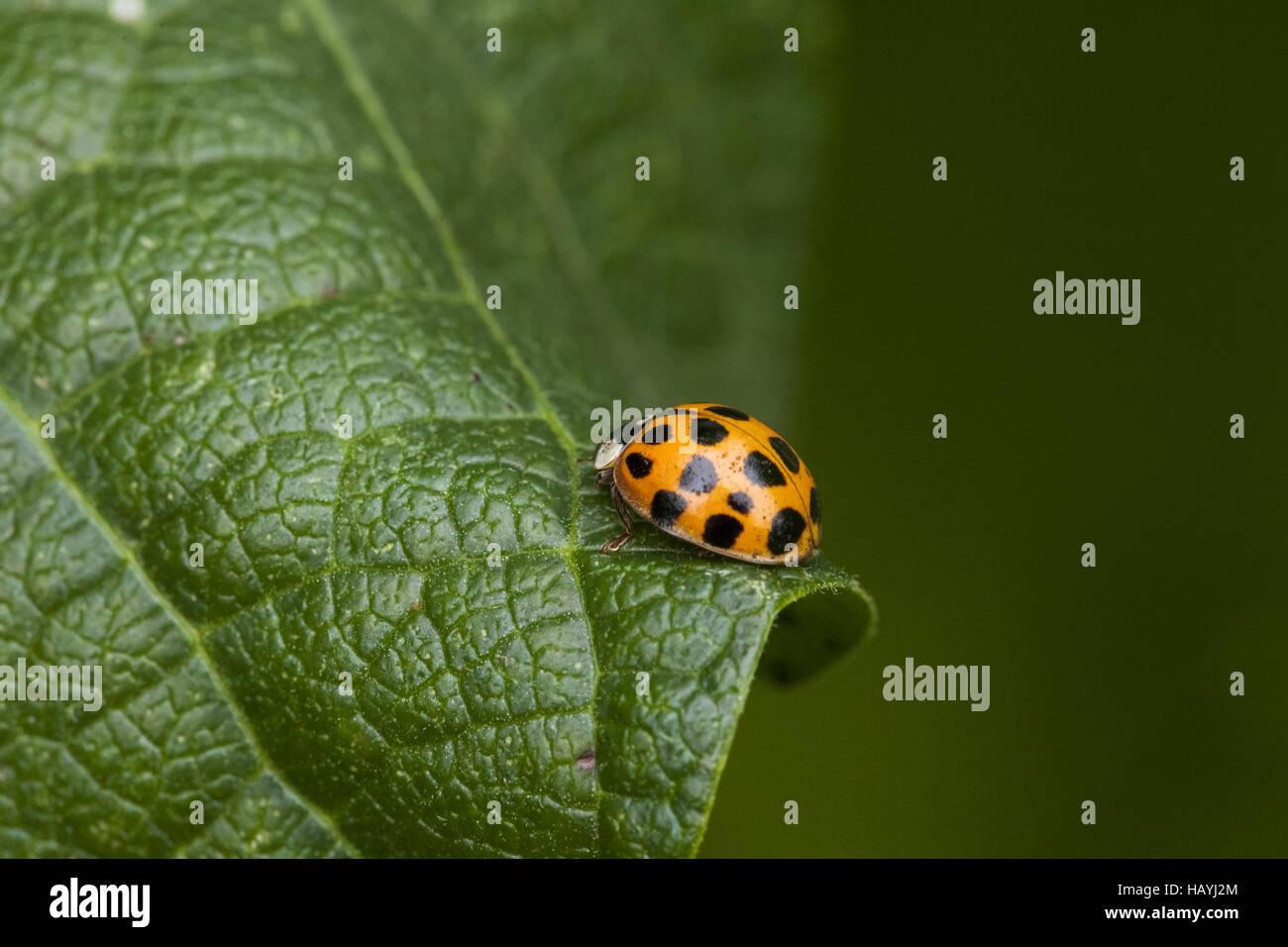 Ladybugs hi-res stock photography and images - Alamy