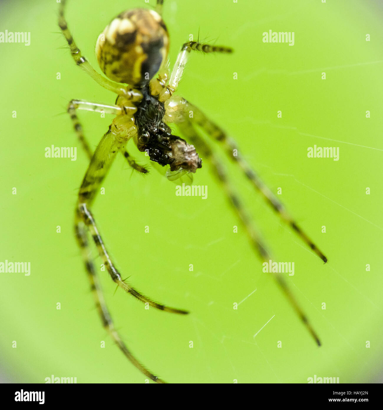 Spider eating fly Stock Photo - Alamy