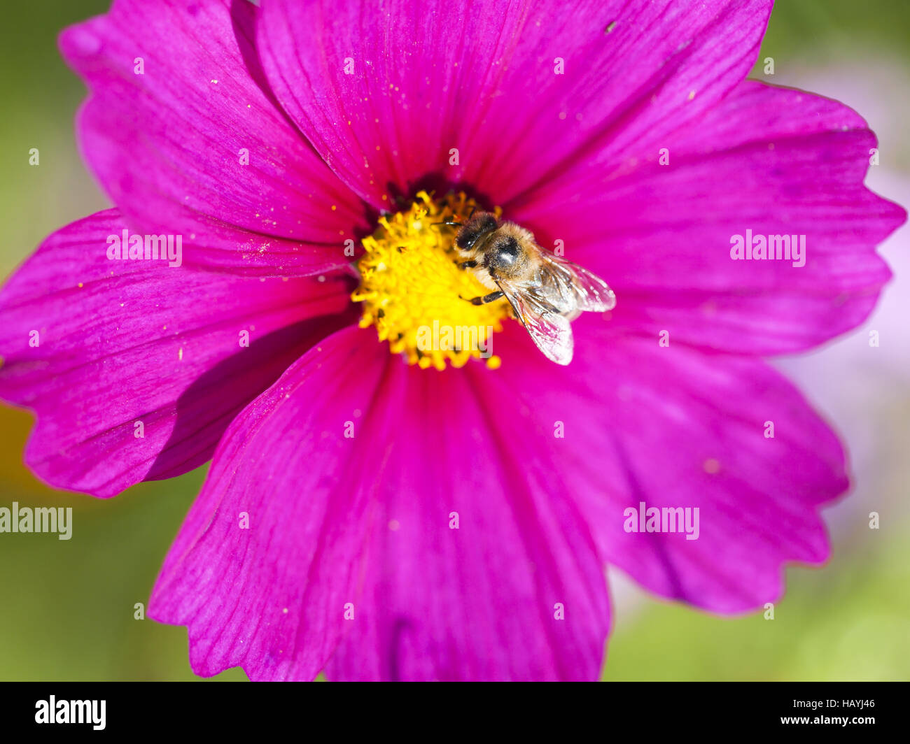Flower and Sky Stock Photo - Alamy