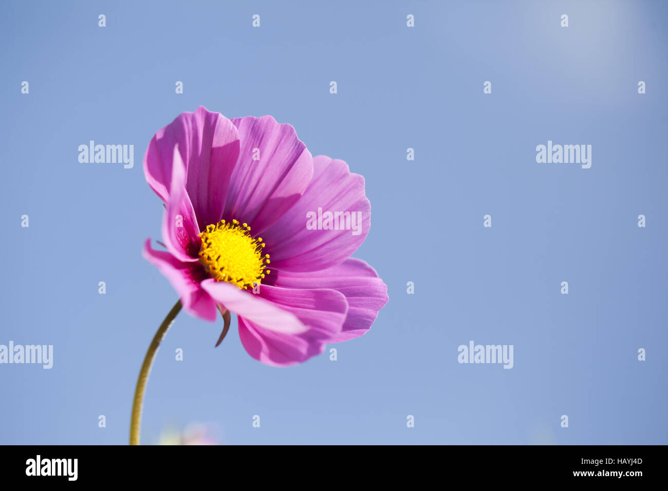 Flower and Sky Stock Photo - Alamy