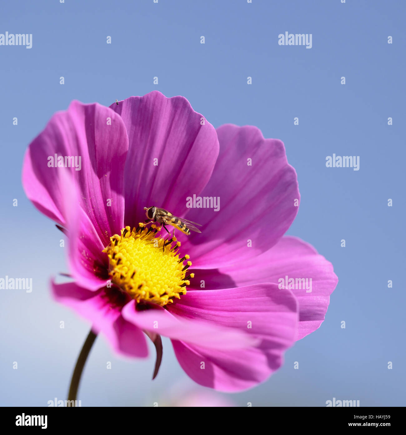 Flower and Sky Stock Photo - Alamy