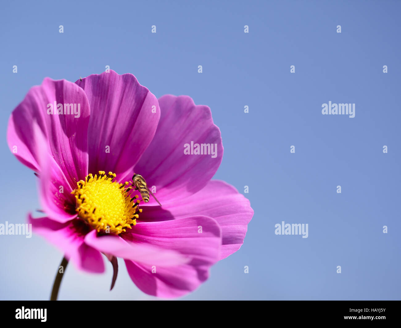 Flower and Sky Stock Photo - Alamy