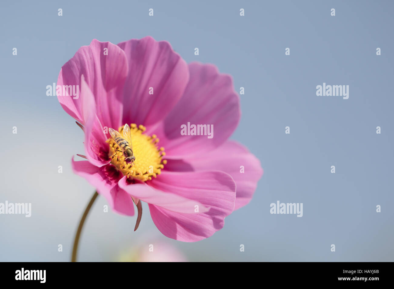 Flower and Sky Stock Photo - Alamy