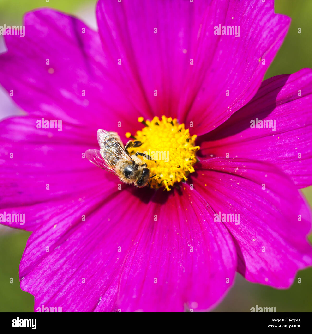 Flower and Sky Stock Photo - Alamy