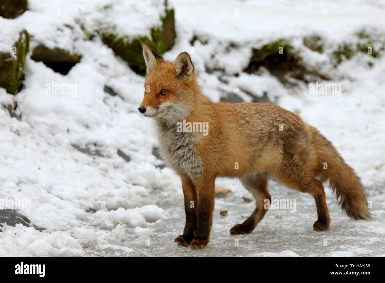 Winter cute fox hi-res stock photography and images - Alamy