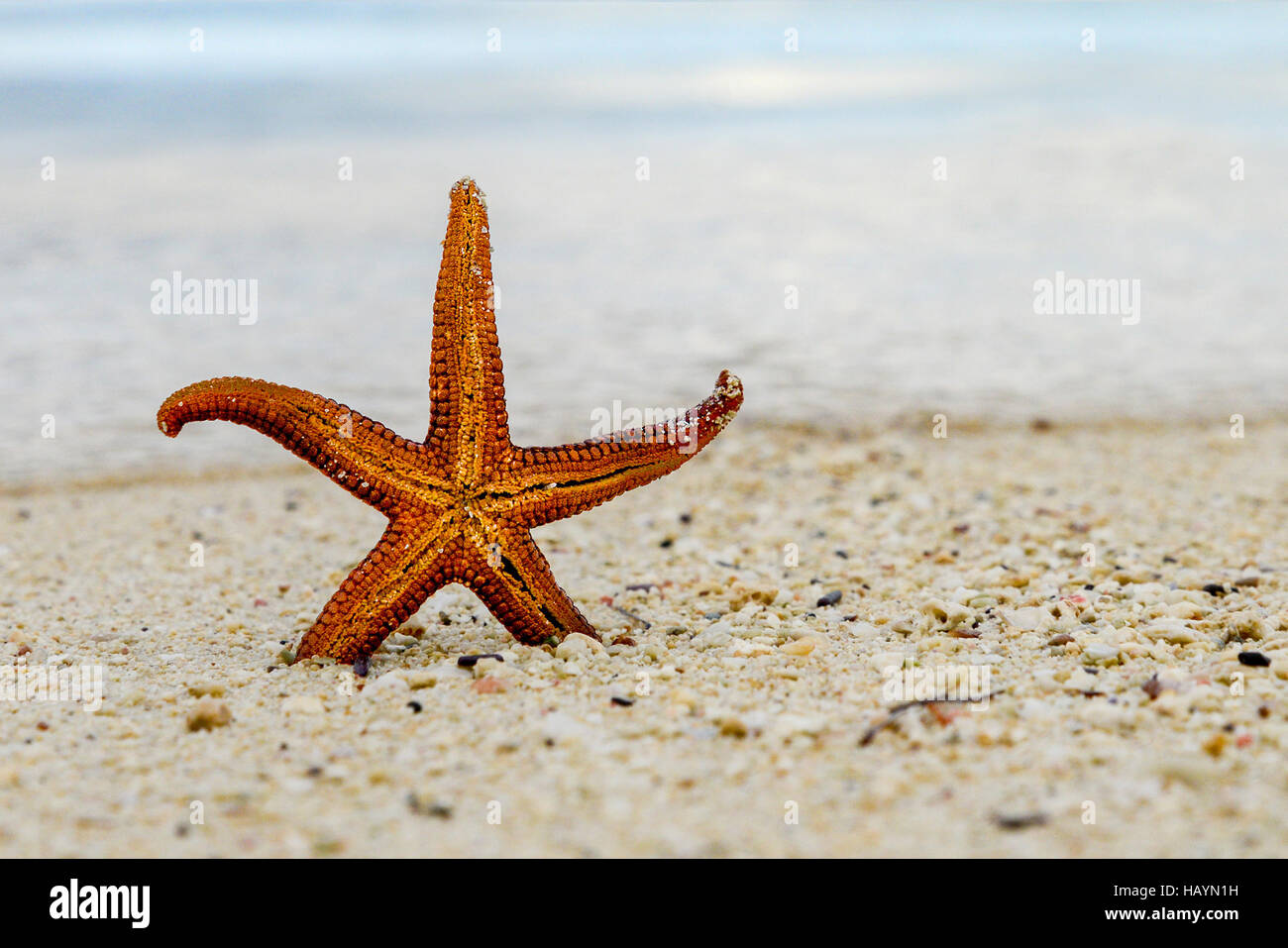 Indian ocean starfish hi-res stock photography and images - Alamy