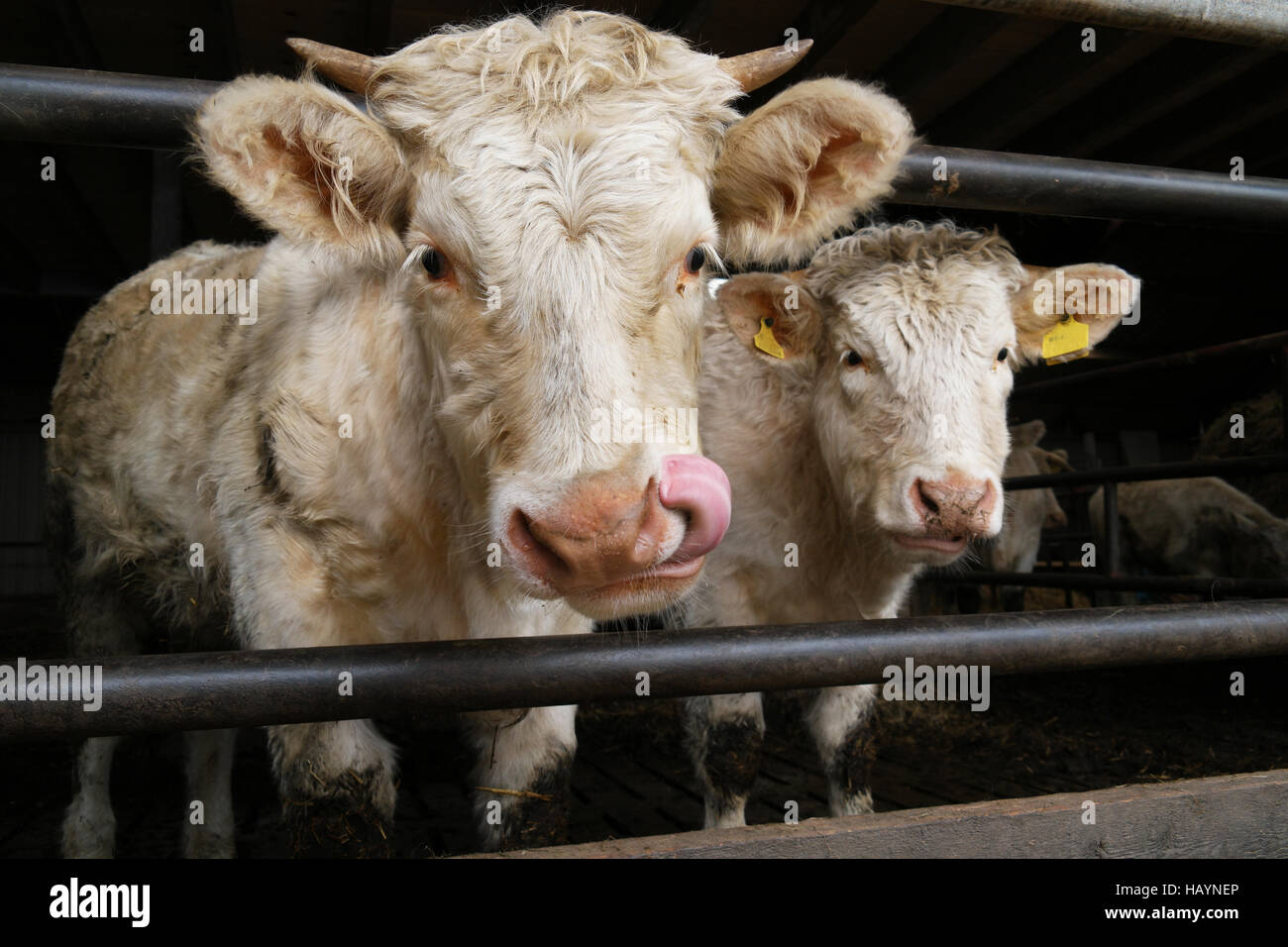 Charolais Bull And Cow High Resolution Stock Photography and Images - Alamy