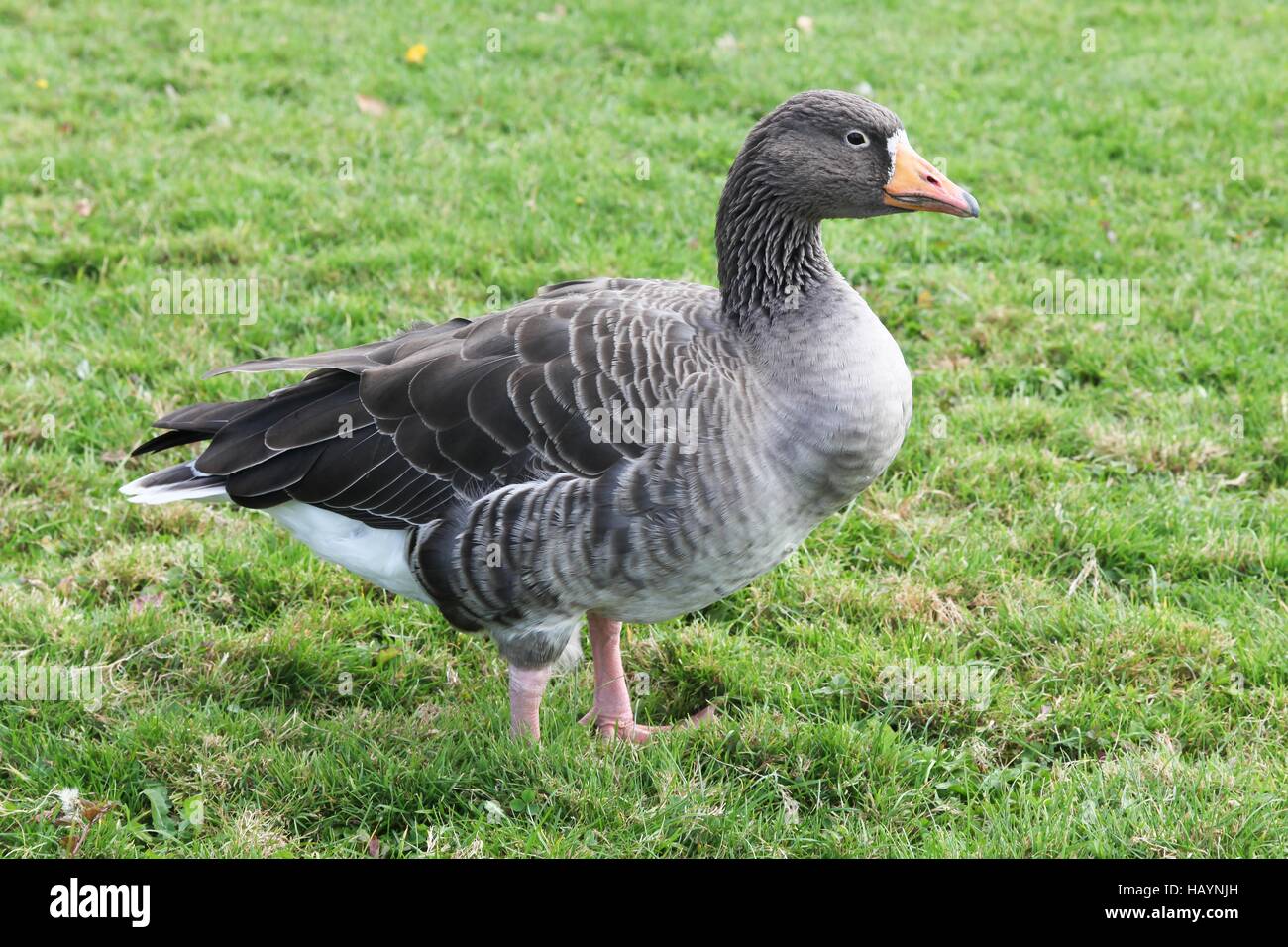 Greylag goose anser head hi-res stock photography and images - Alamy