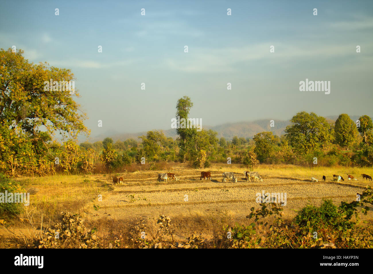 District nagpur hi-res stock photography and images - Alamy