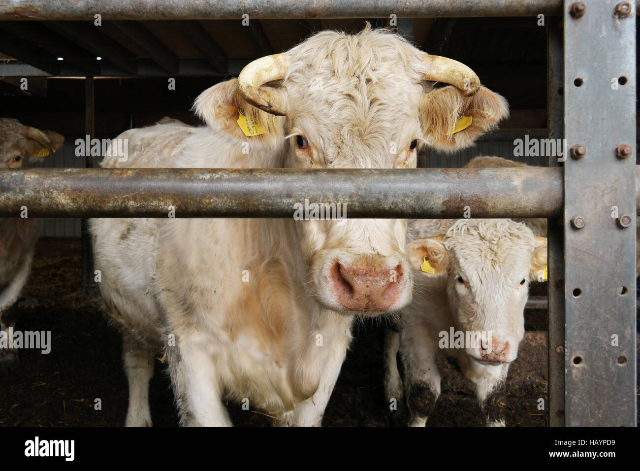 Taurine cattle hi-res stock photography and images - Alamy
