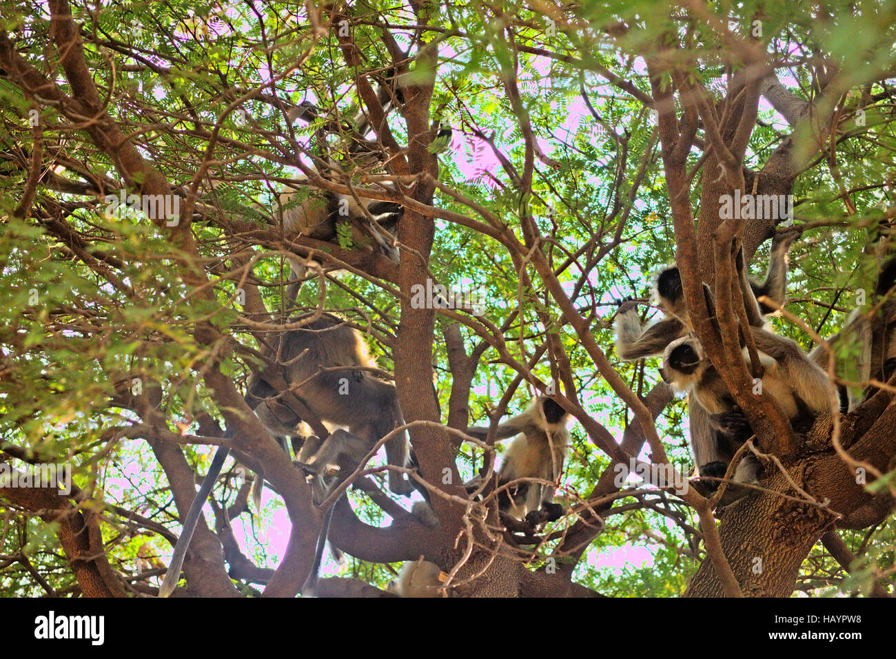 Flying soldiers of monkey God Hanuman 1. Bunch of monkeys (entellus ...