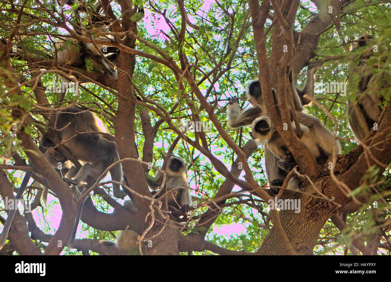 Flying soldiers of monkey God Hanuman 1. Bunch of monkeys (entellus ...