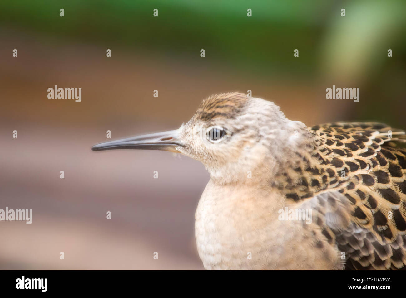 Tired during the flight Sandpiper ruff landed on the deck of the ship ...