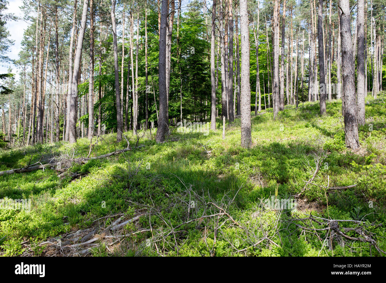 Naturpark pfalzerwald hi-res stock photography and images - Alamy
