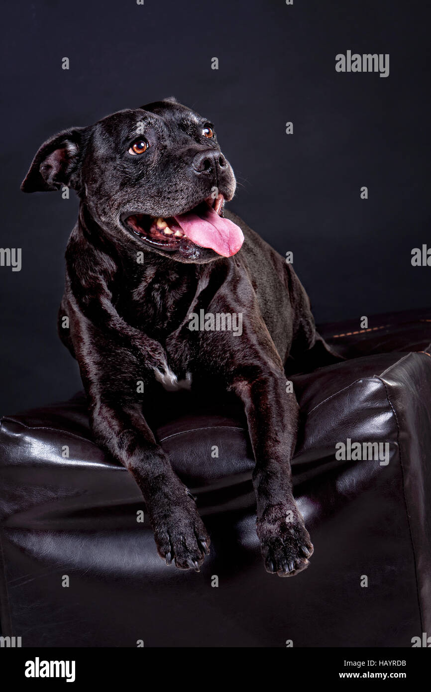 American Staffordshire Terrier Portrait High Resolution Stock ...