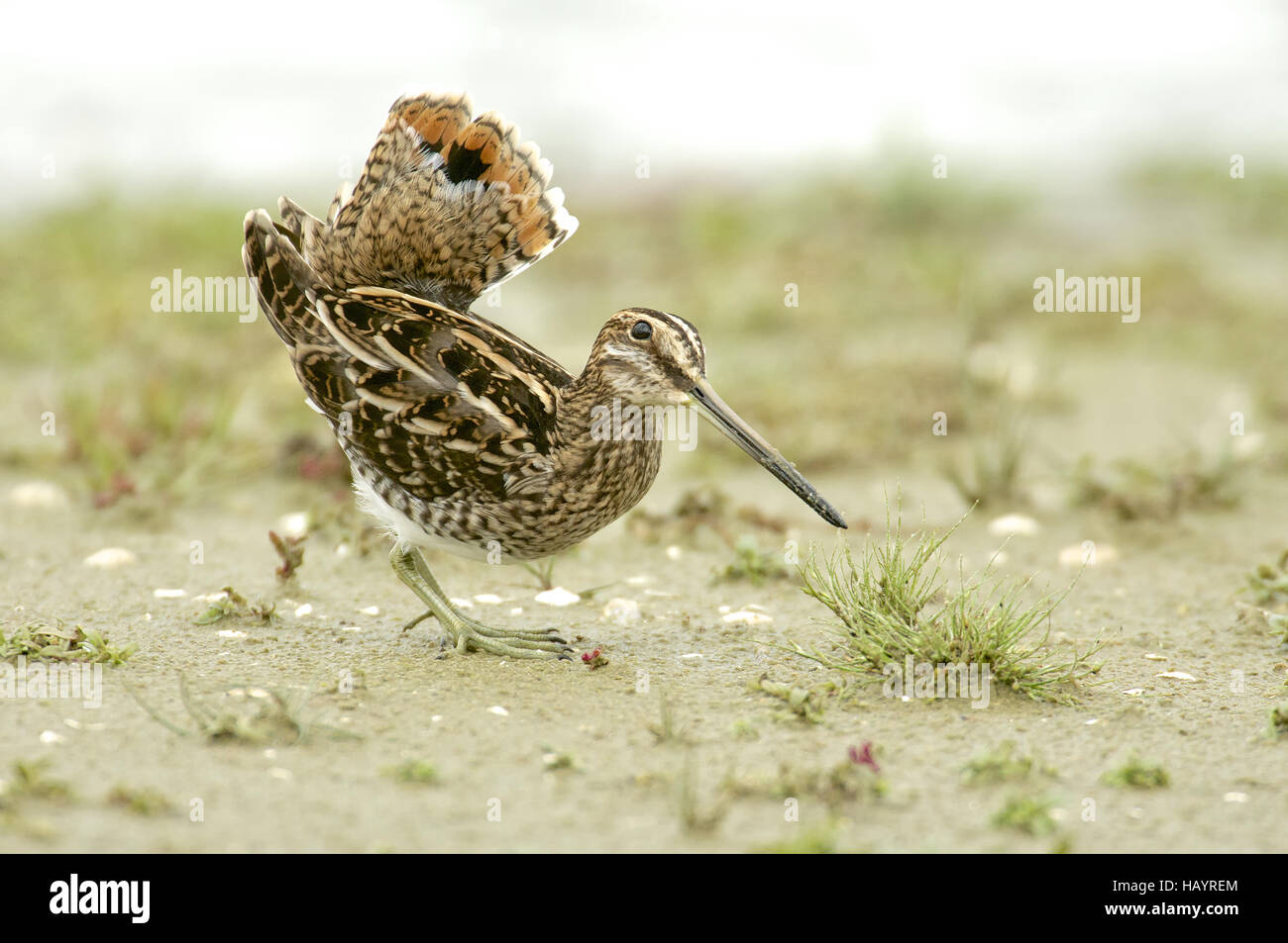 Snipe común hi-res stock photography and images - Alamy