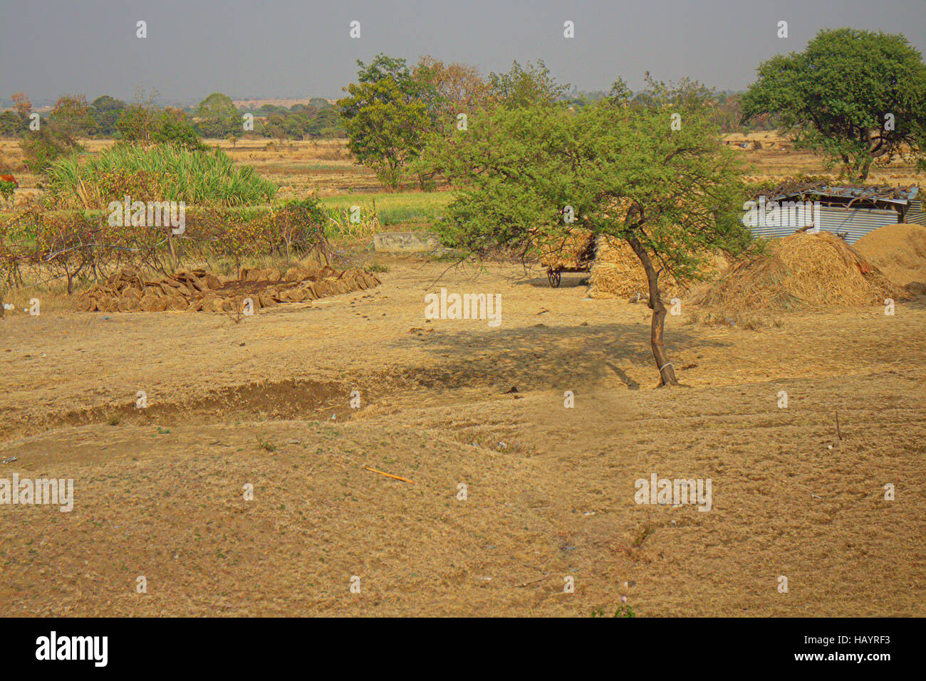 Maharashtra india dry hi-res stock photography and images - Alamy