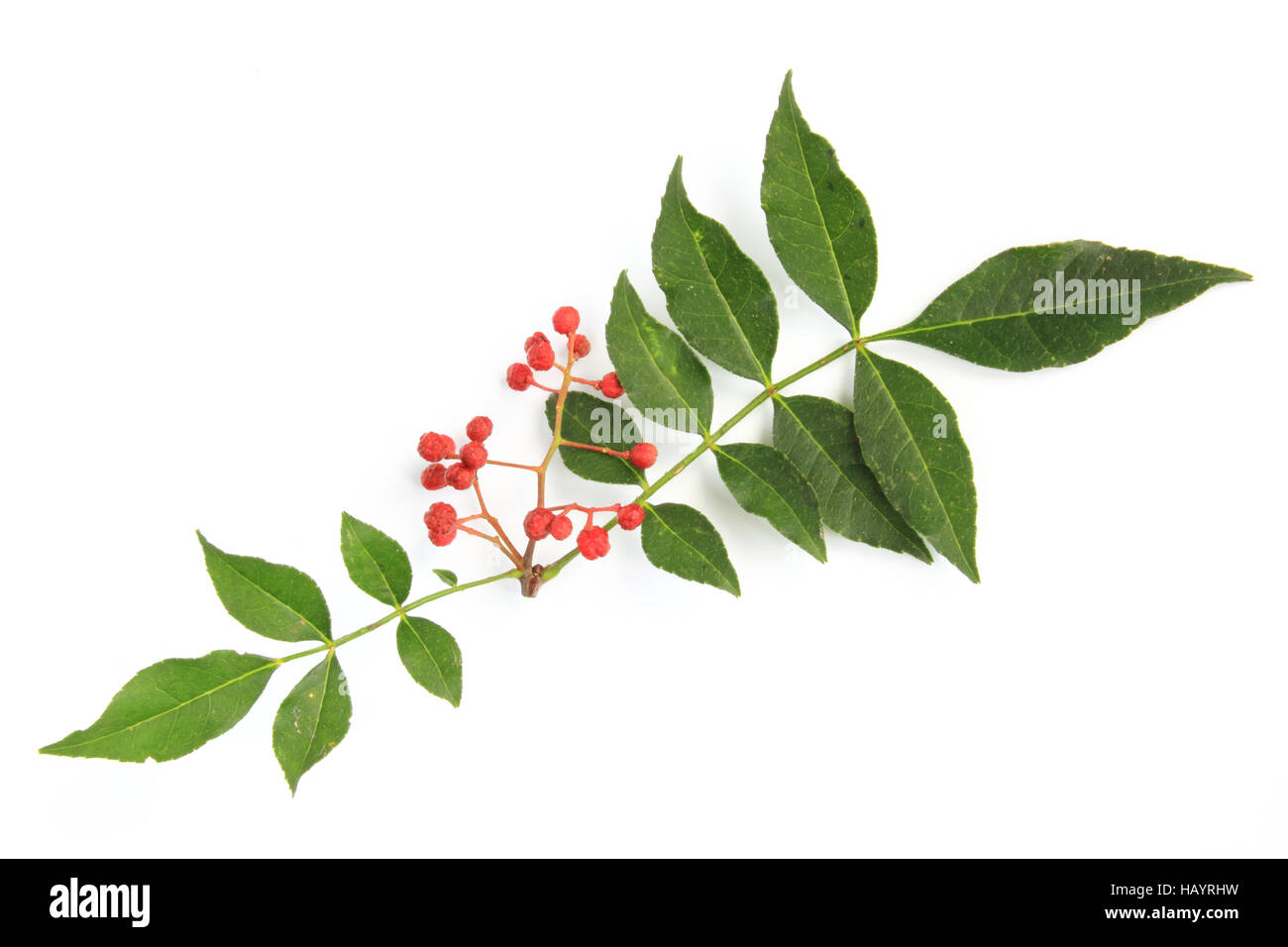 Szechuan pepper (Zanthoxylum piperitum Stock Photo - Alamy