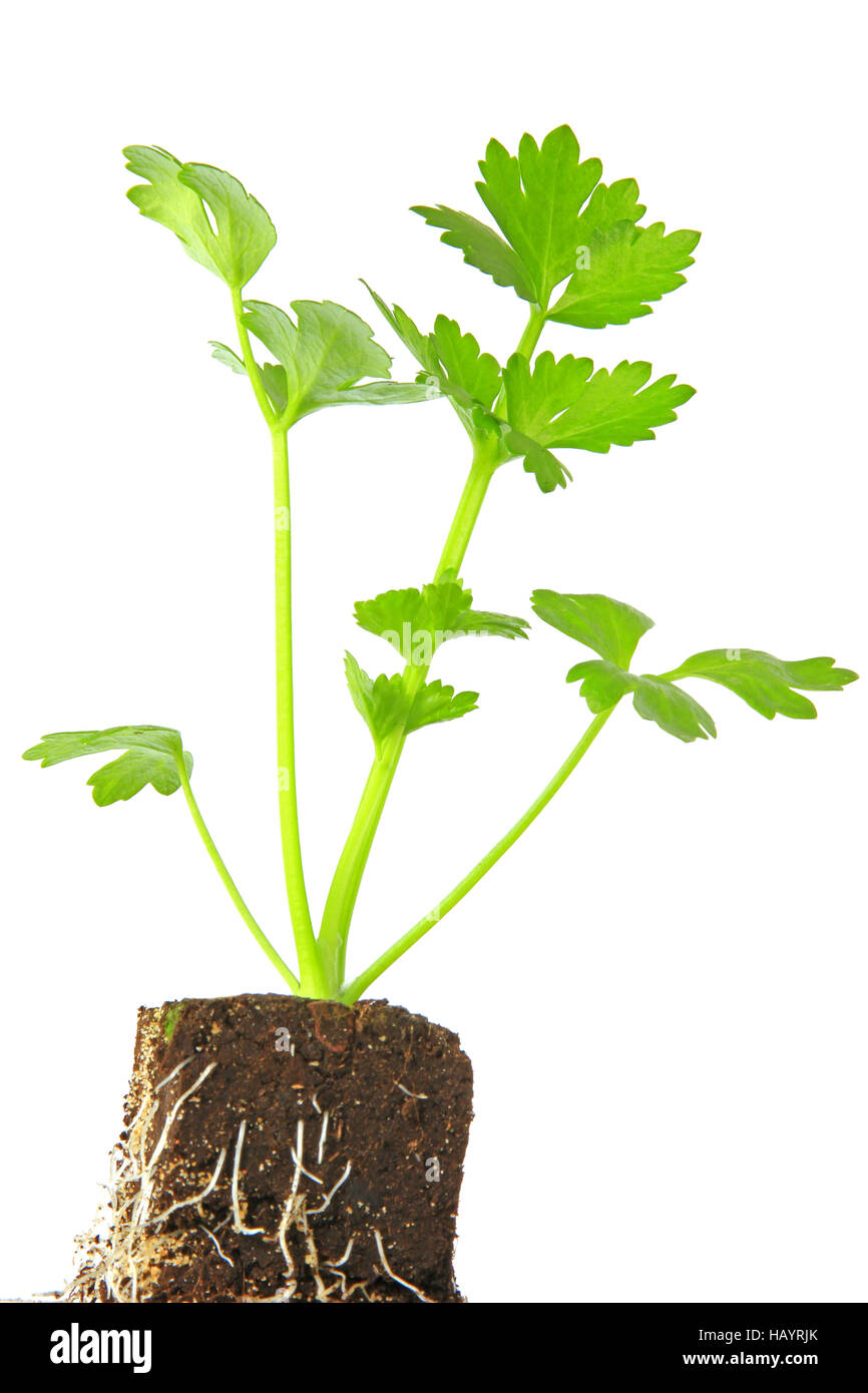 Parsley seedling hi-res stock photography and images - Alamy