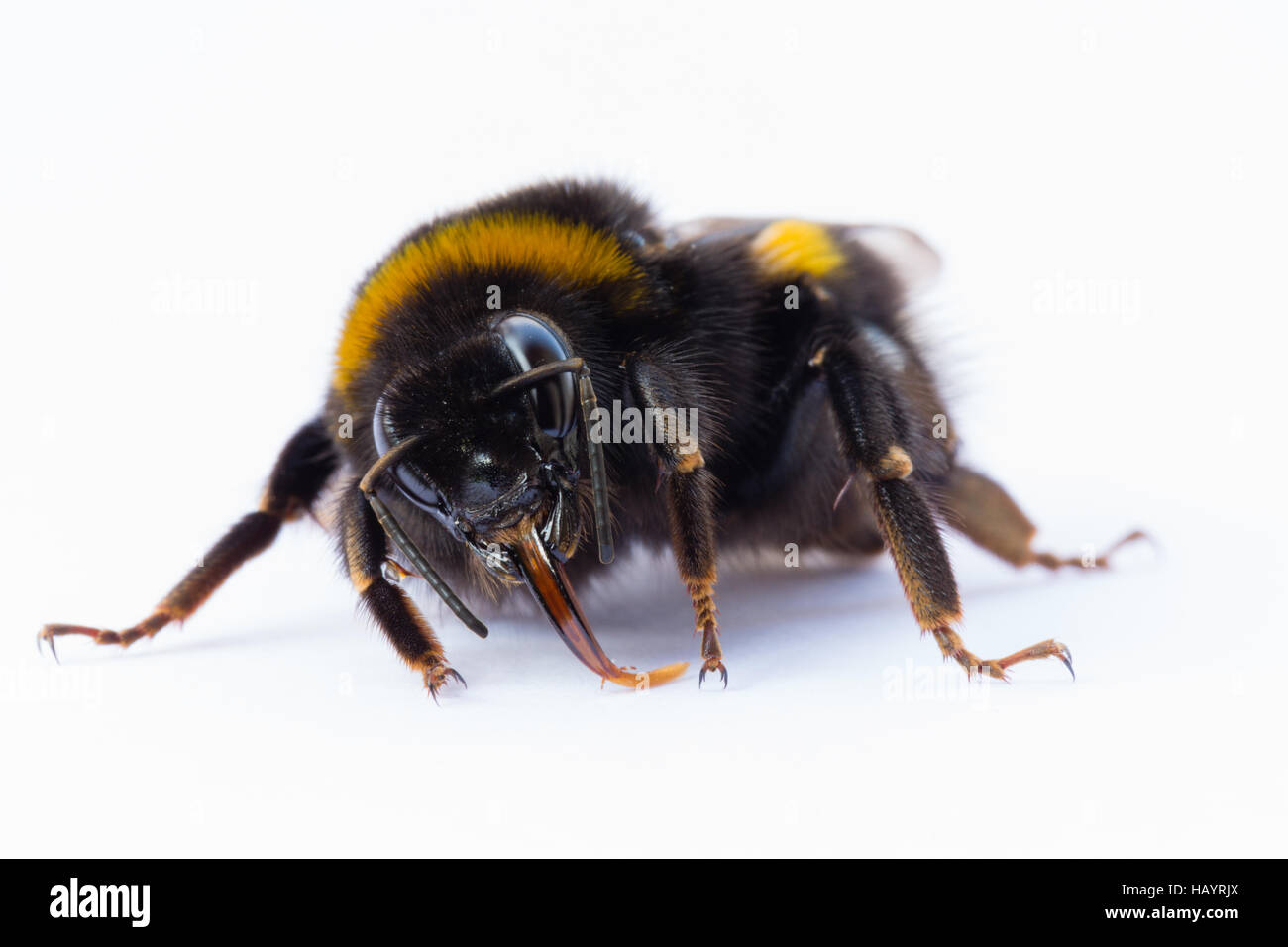 Insect makro hi-res stock photography and images - Alamy