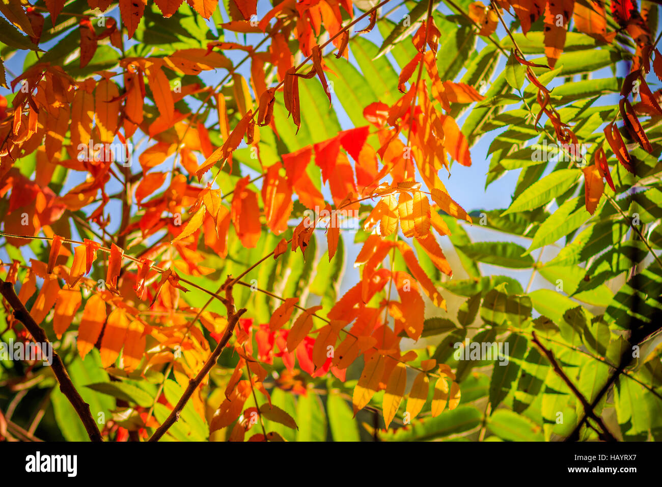 Abstract autumn foliage hi-res stock photography and images - Alamy