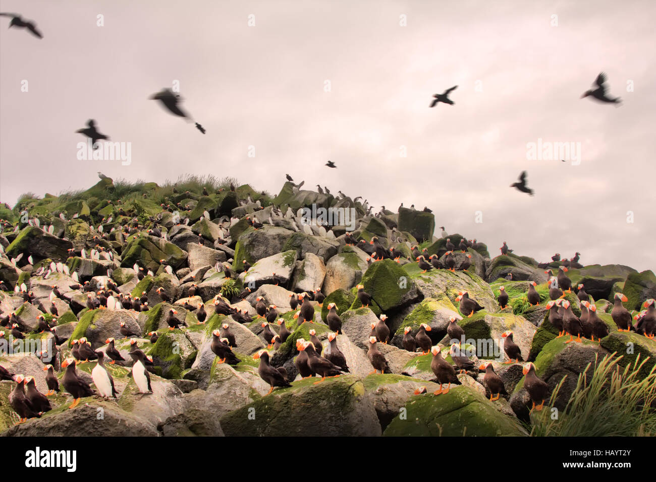 Seabird colonies hi-res stock photography and images - Alamy